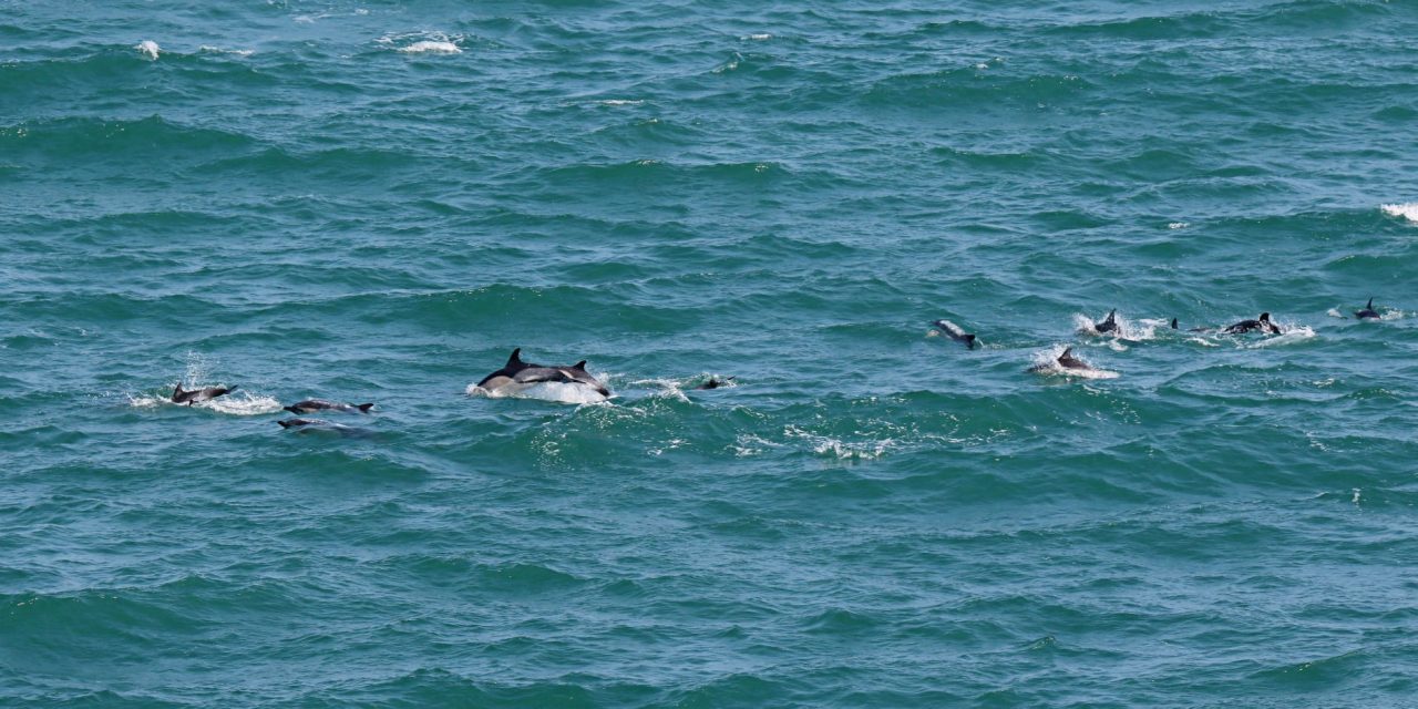 Sea Trust Feature - Visit Fishguard
